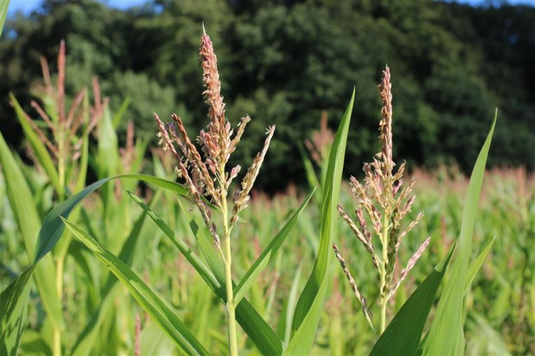 Was kann man alles aus Mais herstellen?