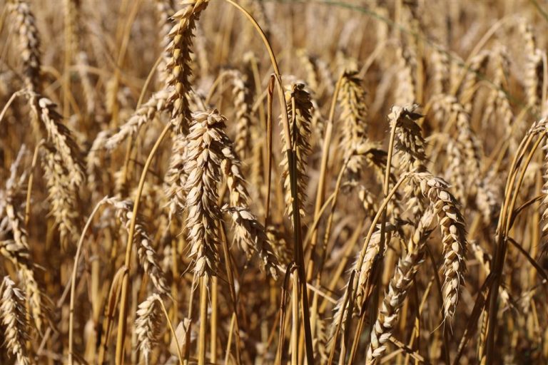 Winterweizen - Diese Vorteile hat er gegenüber dem Sommerweizen