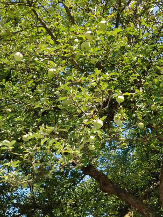 Apfel - Das sind die beliebtesten Apfelsorten in Deutschland