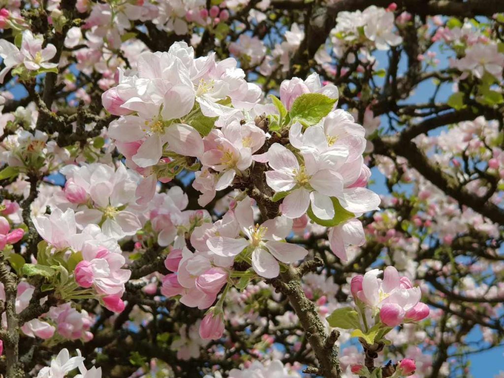 Apfel - Das sind die beliebtesten Apfelsorten in Deutschland